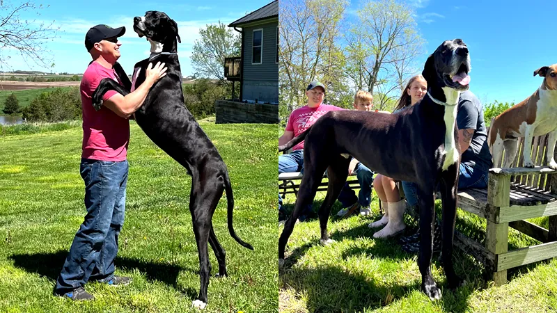 Guinness : Kevin, le dogue allemand géant, bat tous les record